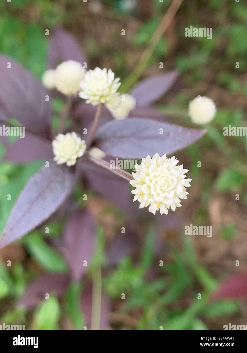 Ruby Leaf (Alternanthera brasiliana Stock Photo - Alamy