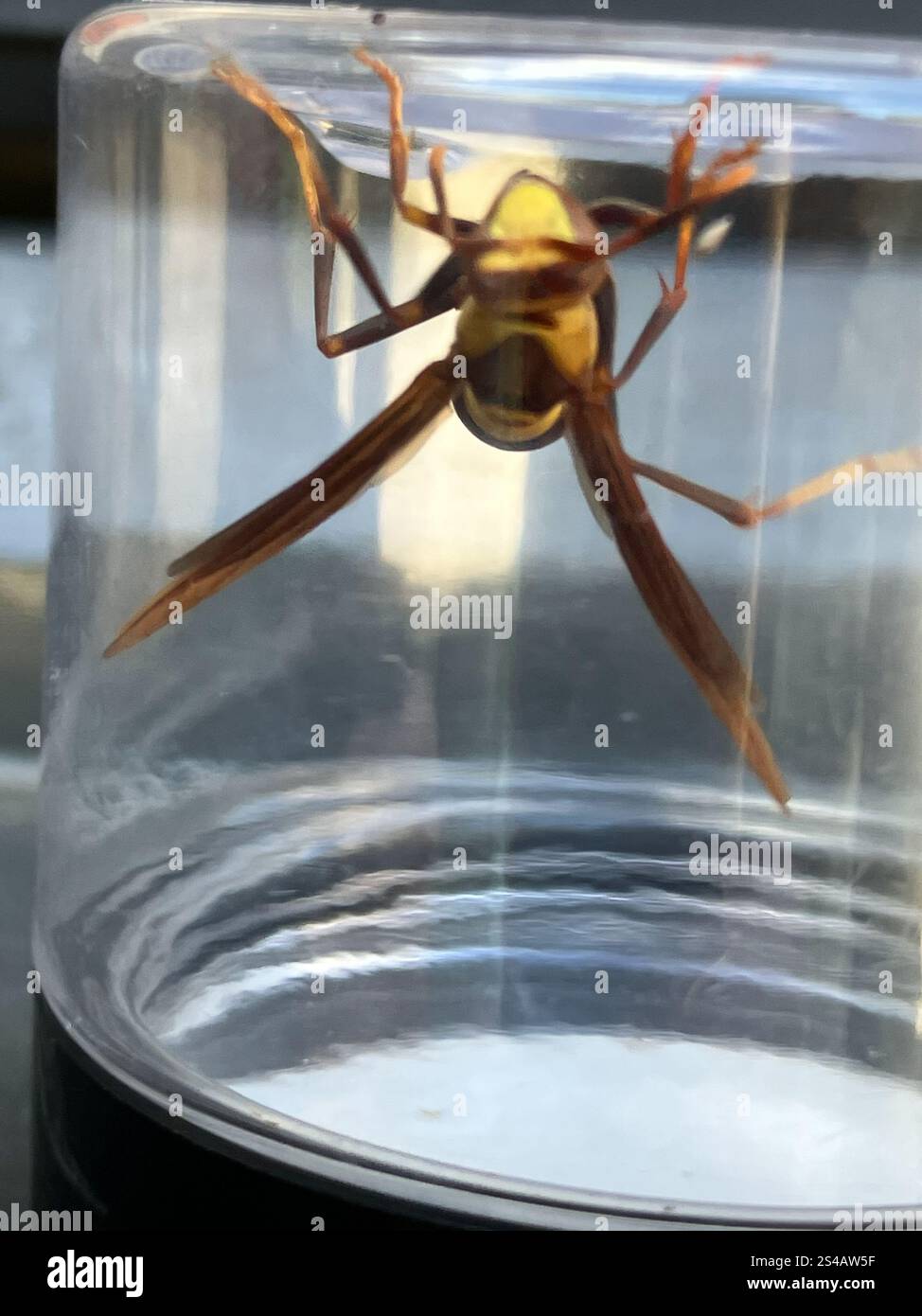 Horse Paper Wasp (Polistes major Stock Photo - Alamy