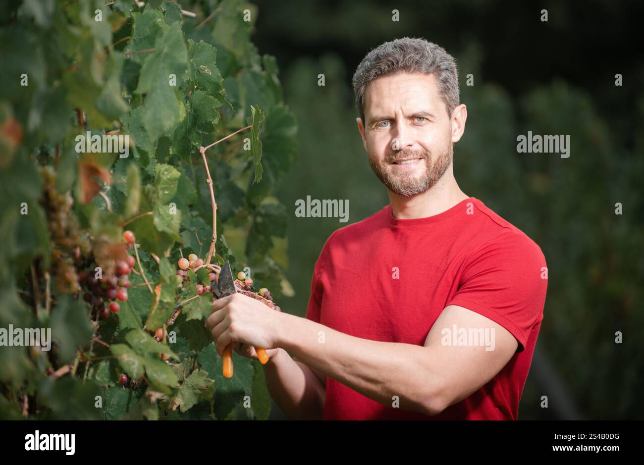 Grape farmer cutting grapes. Farmer cut grapevine. Vinedresser cutting grapes bunch. Male ...
