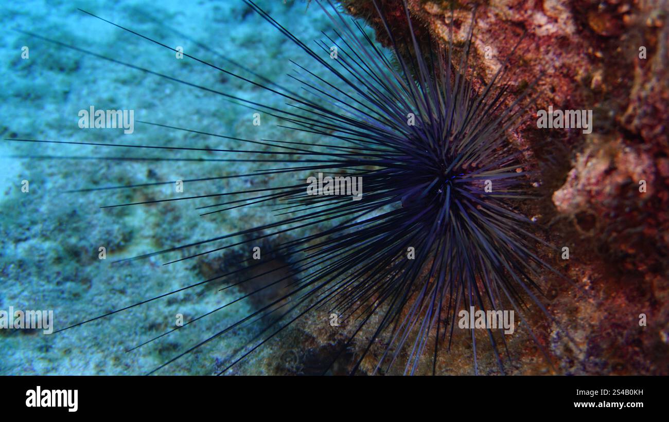 Diadema setosum species of long-spined mildly venomous sea urchin ...
