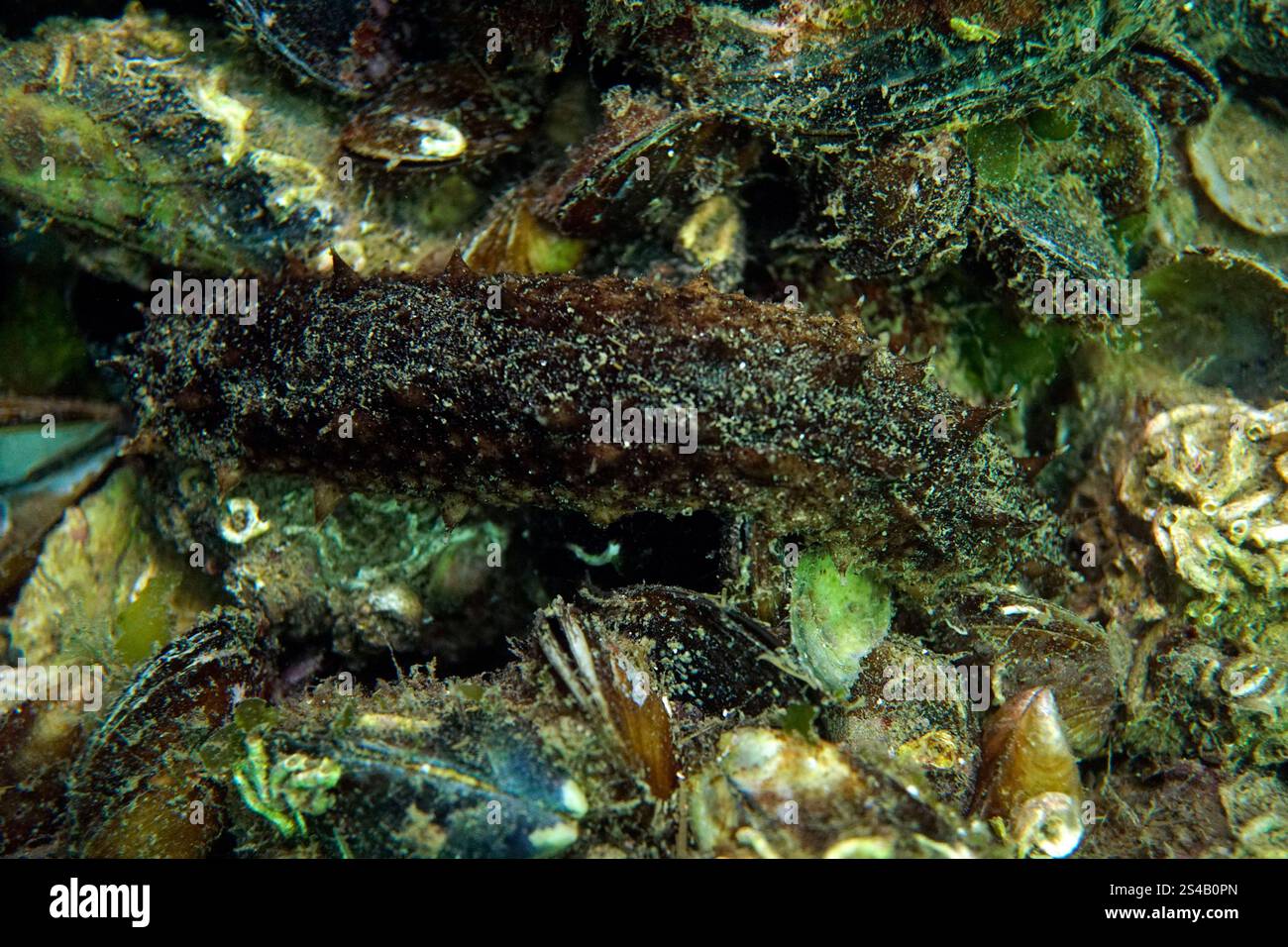 Holothurian, trepang, sea cucumber Stock Photo - Alamy