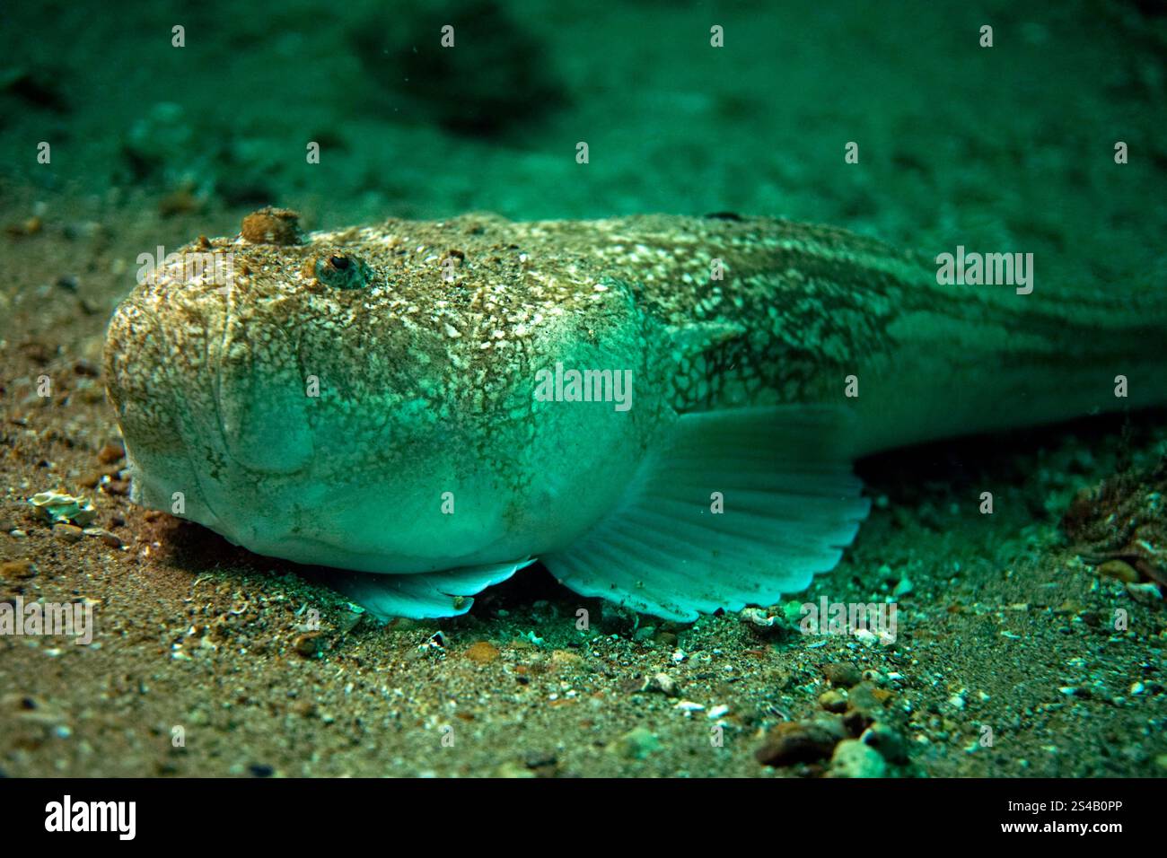 Stargazer fish, Uranoscopus camouflage in the Sea of Marmara Stock Photo - Alamy