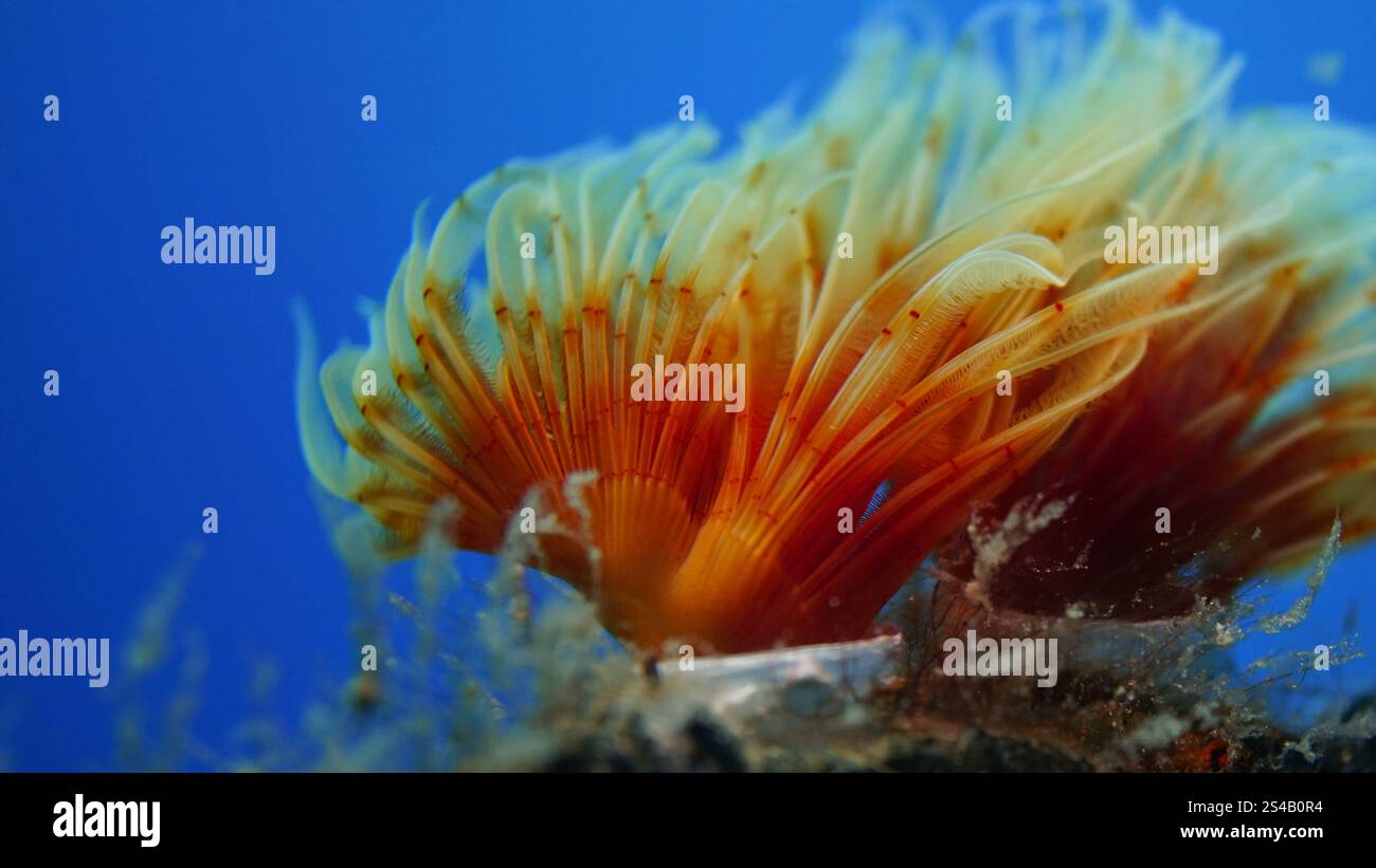 Underwater Scene Coral Reef, Blue underwater scene as a background ...