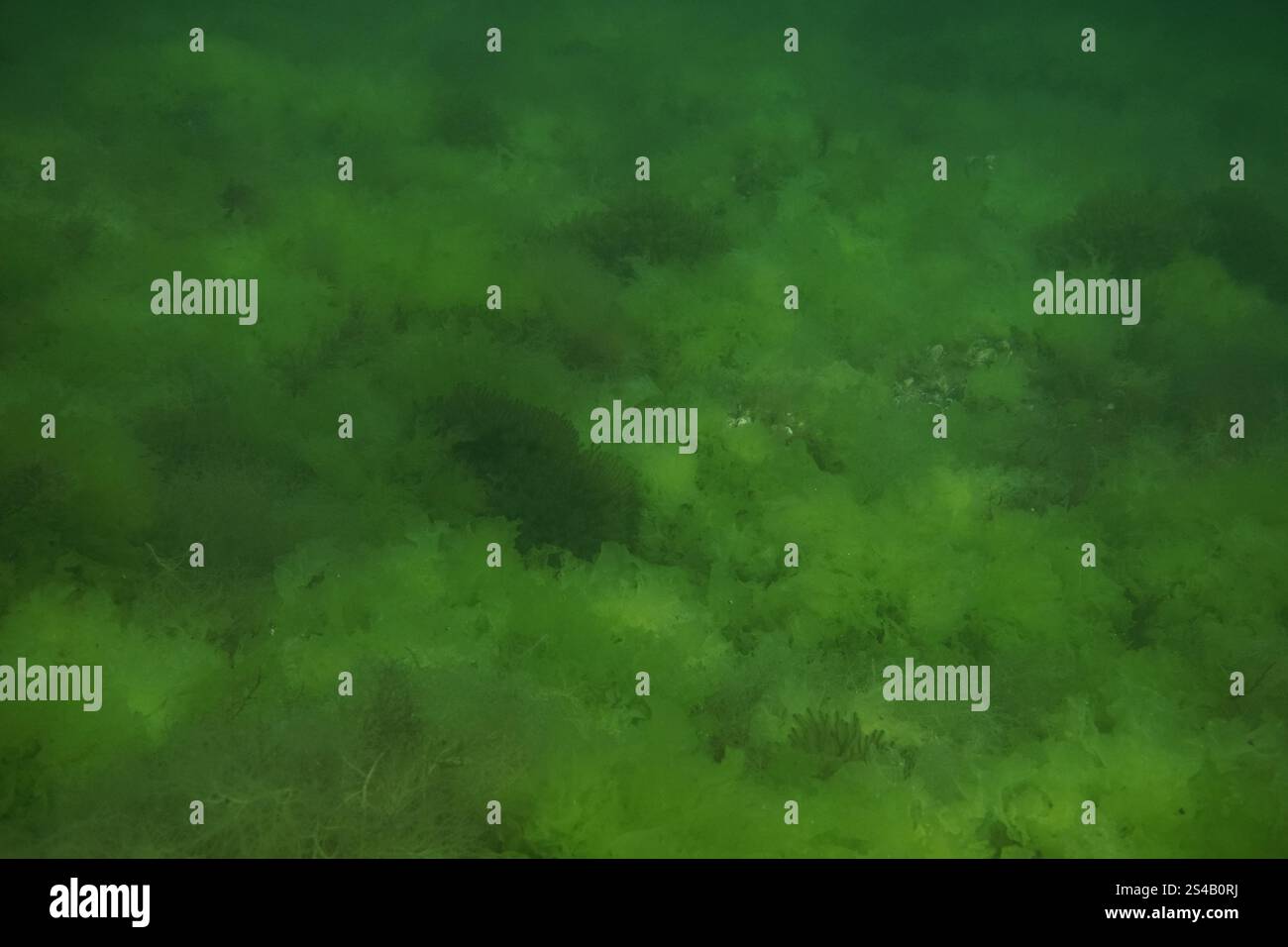 Oil Painting-Like Underwater Algae in Green Depths Stock Photo - Alamy