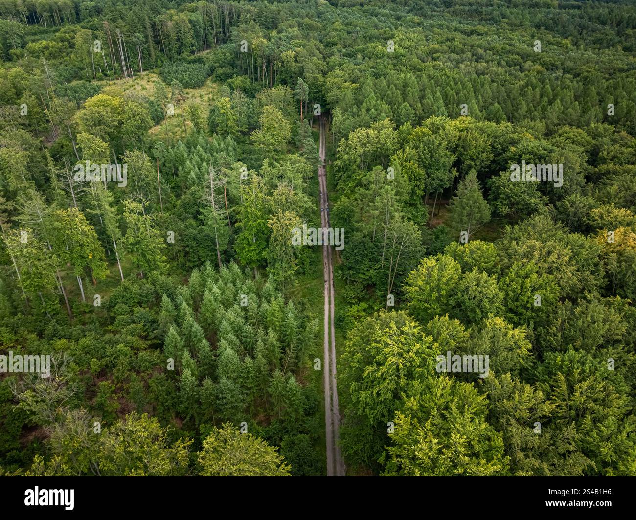 Aerial view of green forest and road. Big rainforest in Poland, Europe ...