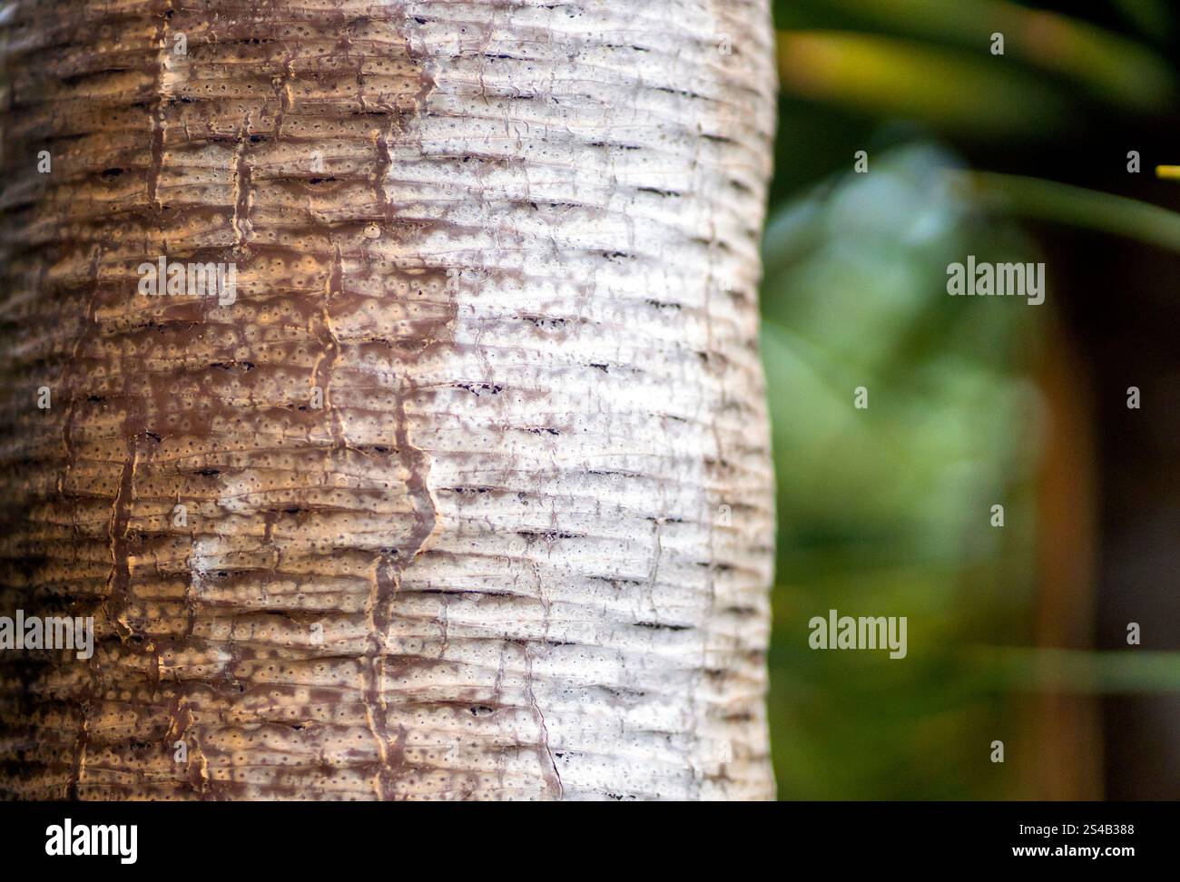 A bark on a palm trunk closeup, the exotic palm trees in a tropical ...