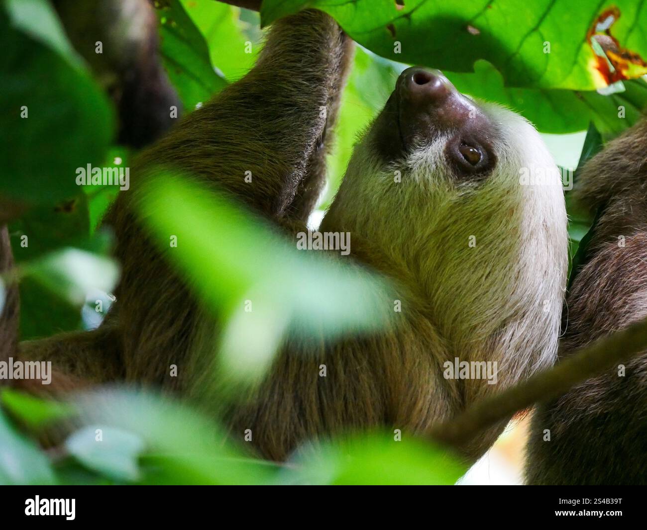 The face of a Hoffmann's two-fingered sloth (Choloepus hoffmani ...