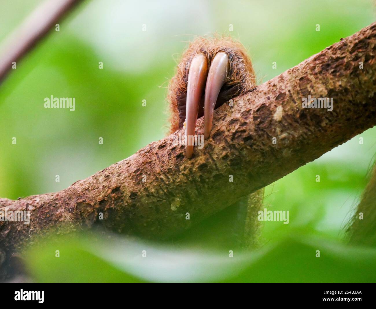 The claws of a Hoffmann's two-fingered sloth (Choloepus hoffmani ...