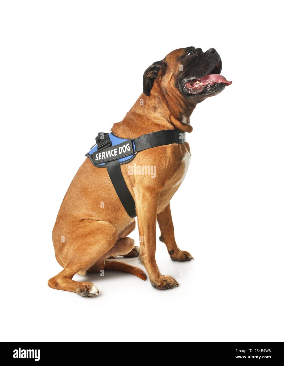 Cute service dog in vest sitting on white background Stock Photo - Alamy