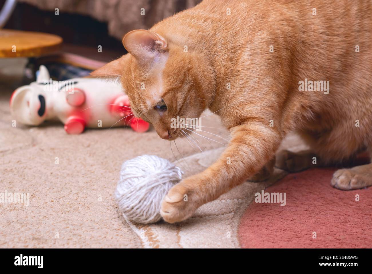 Kitten play yarn ball hi-res stock photography and images - Alamy