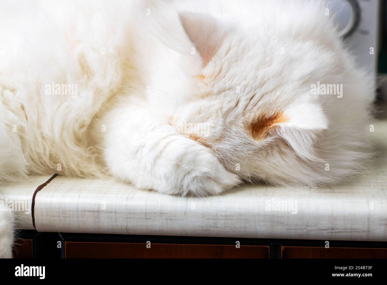 A fluffy, pure white cat curls up cozy on a kitchen countertop ...