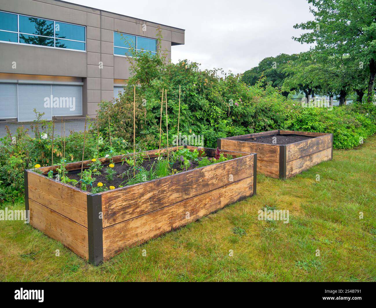 Plants growing garden beds beside the office building on overcast sky ...