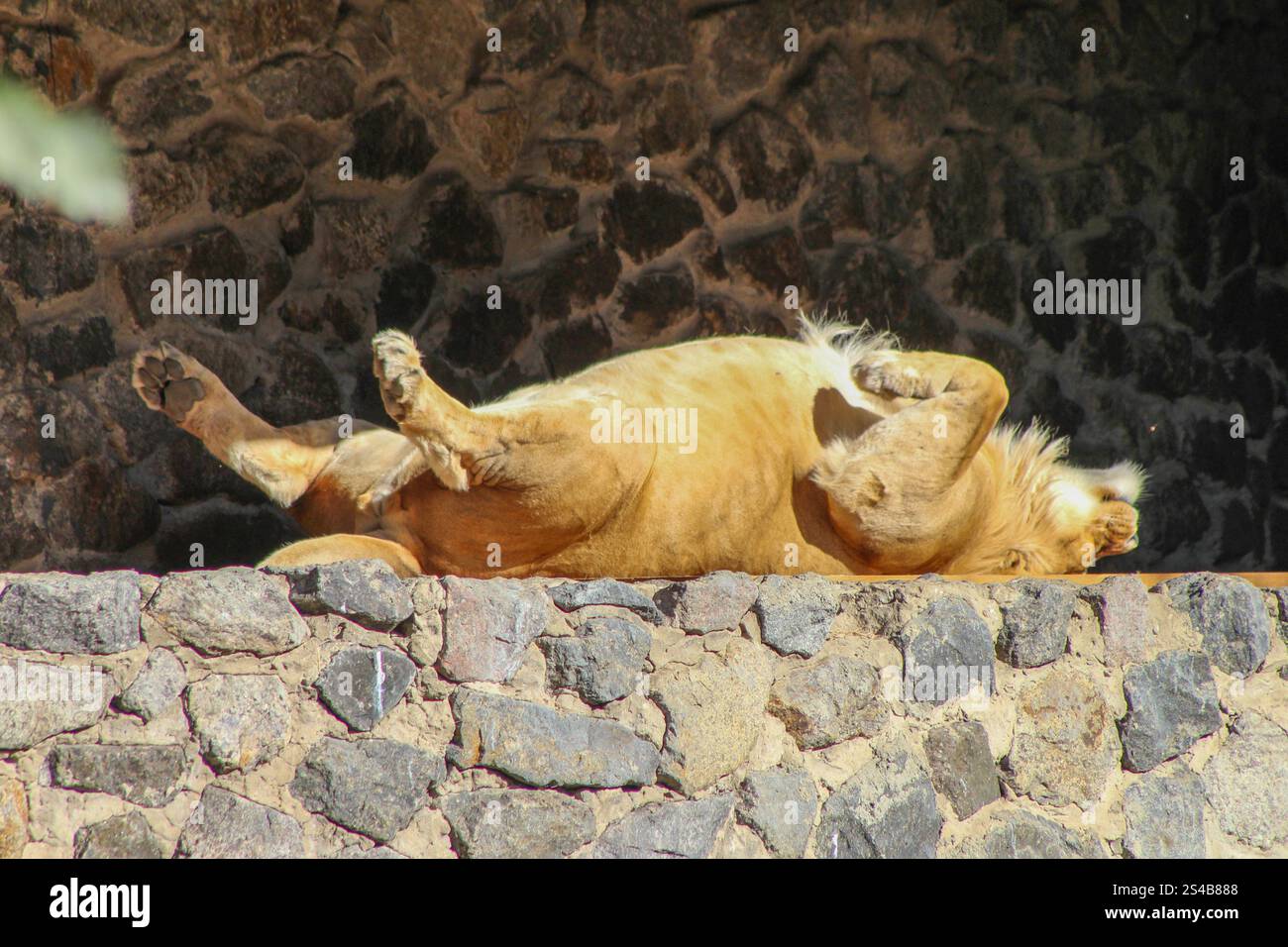 Lioness sleeping on her back. The animal is basking in the sun. Lion ...