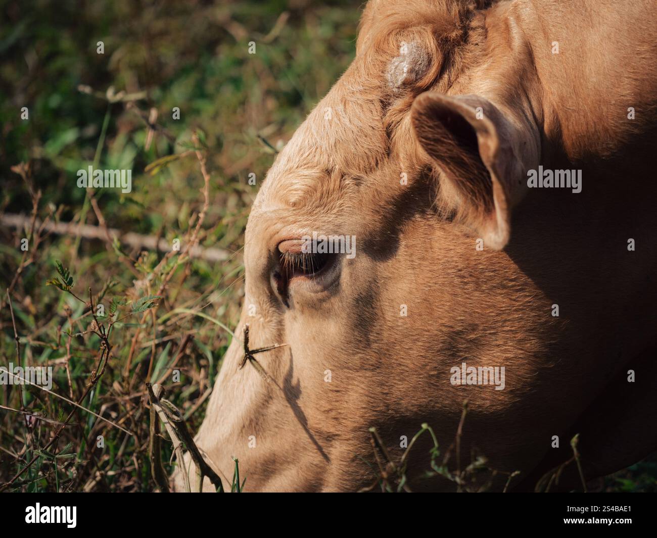 Close-up of a cow grazing peacefully in a lush green field during ...