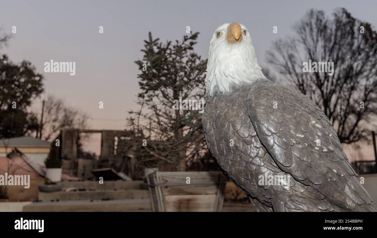 Pacific Palisades, California, USA. 10th Jan, 2025. A mad looking Eagle ...