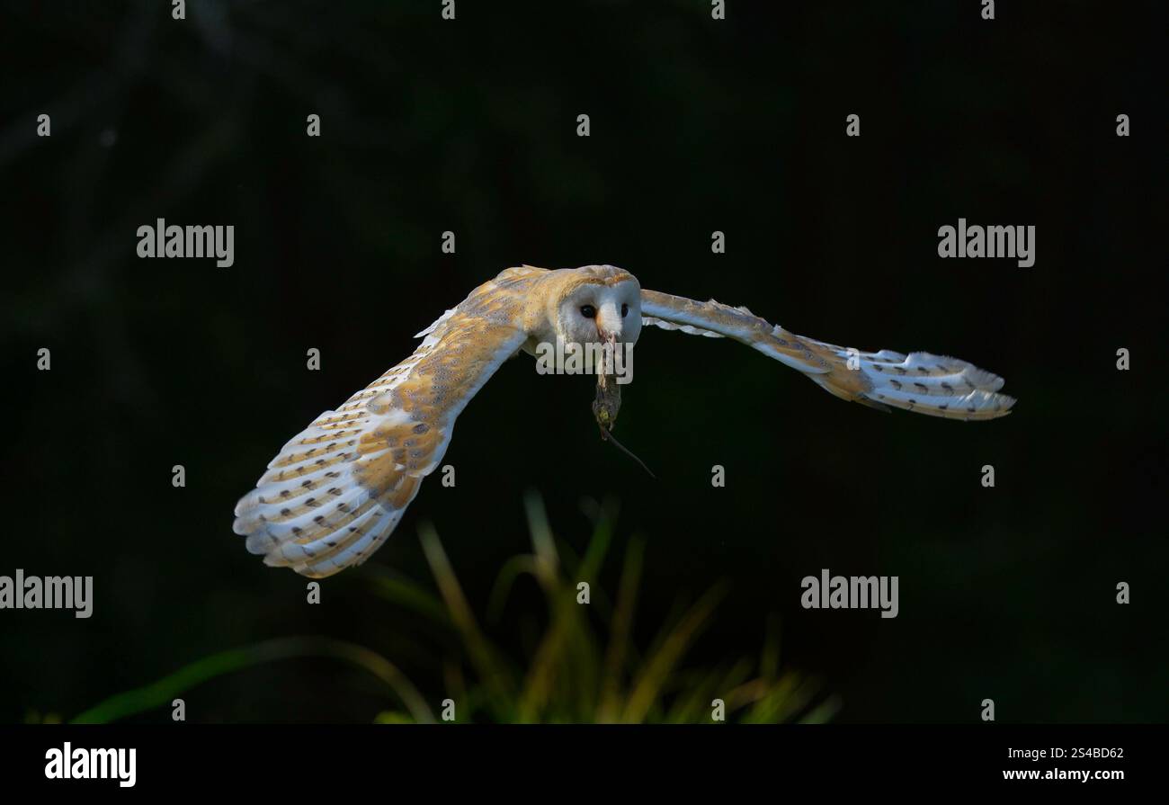 Barn Owl Hunting at night in a Meadow Stock Photo - Alamy