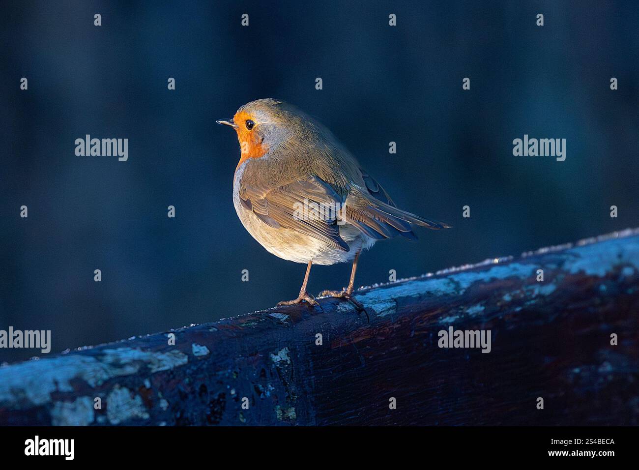 Robin enjoying sunshine. Linlithgow Loch. West Lothian. Scotland. UK 11 ...
