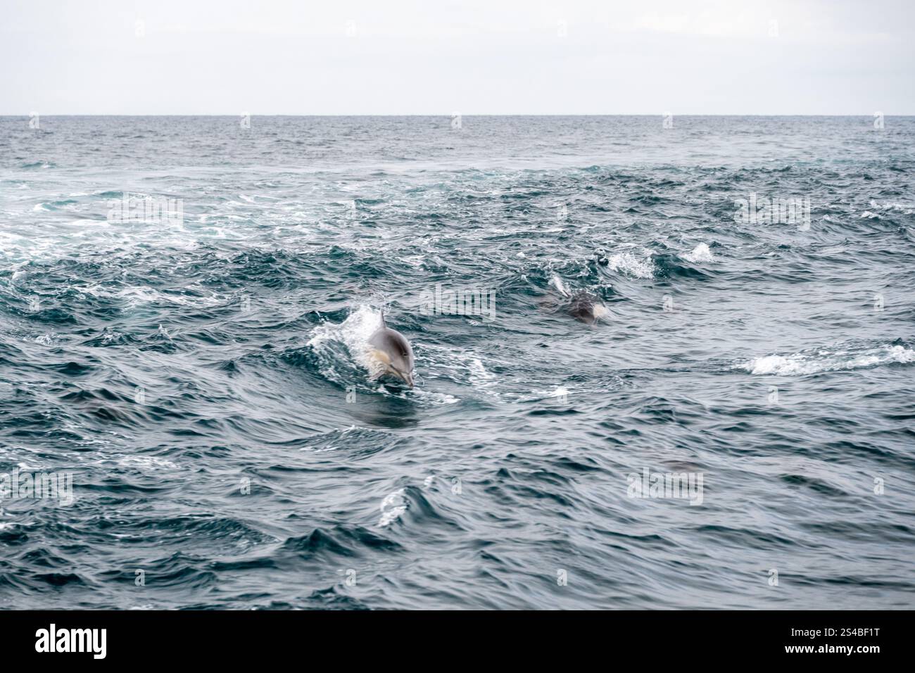 Dolphins Splash In The Waves Of Pacific Ocean off the California Coast ...