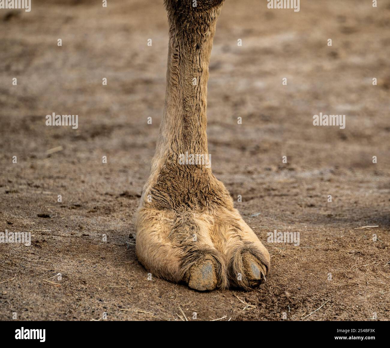 Camel foot hi-res stock photography and images - Alamy