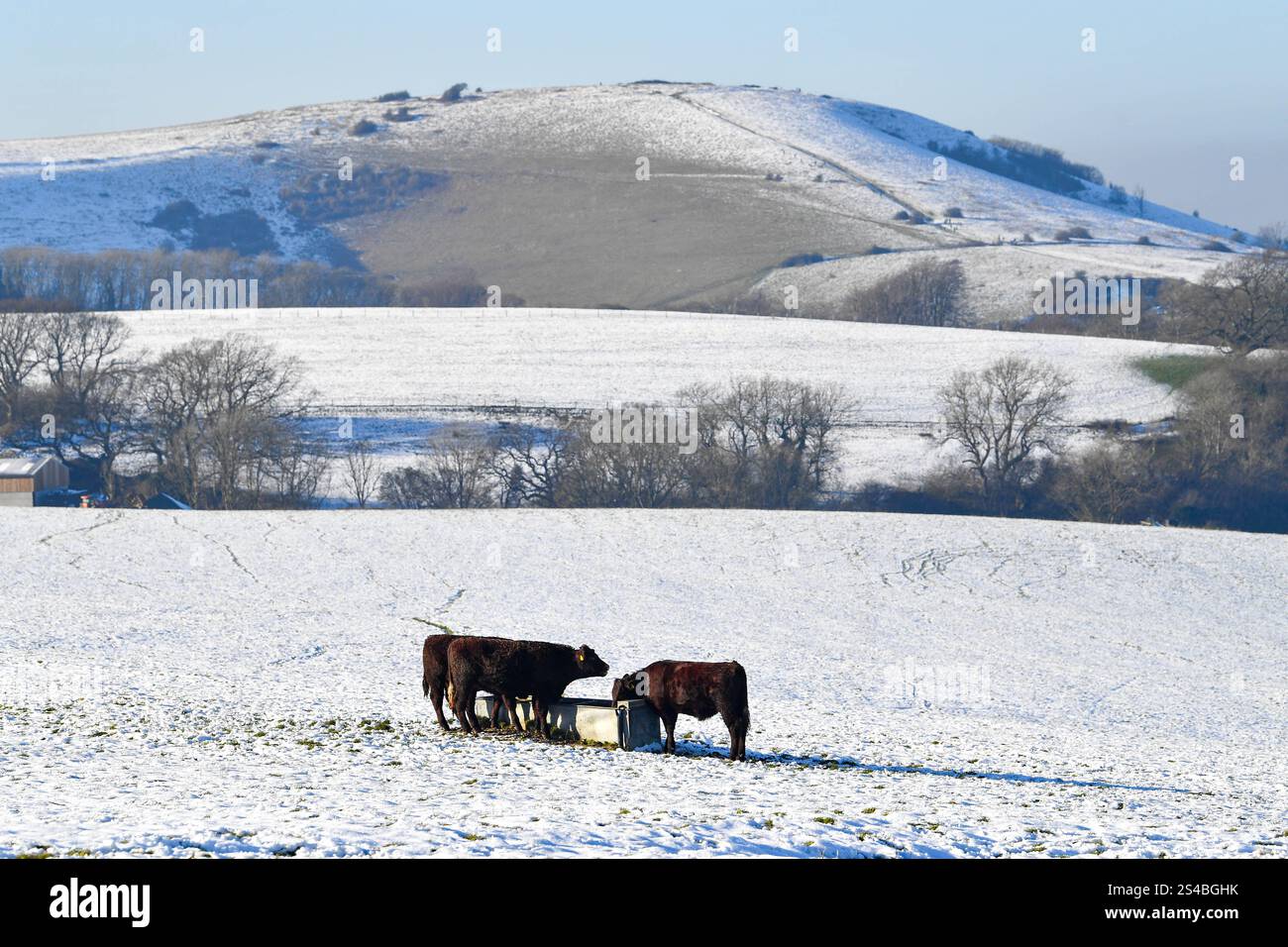 Brighton UK 11th January 2025 - Cattle search for fresh grass near Jack ...