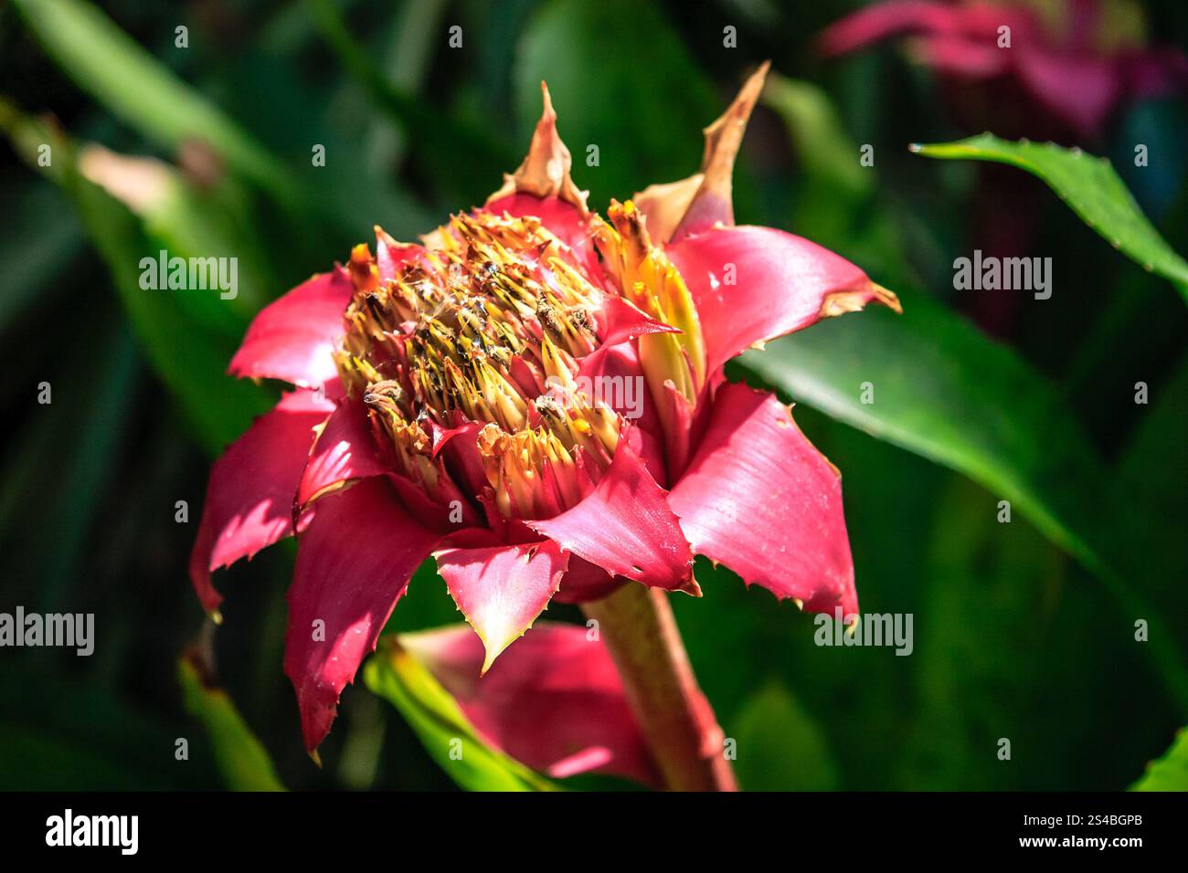 A red flower with brown spots is in a green bush. The flower is the ...