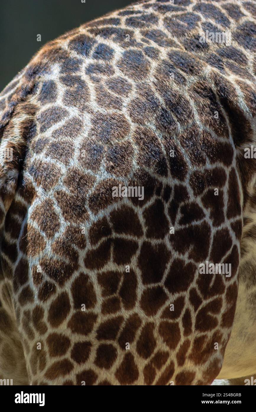 The back of a giraffe has a pattern of brown and white spots. The spots are arranged in a way ...