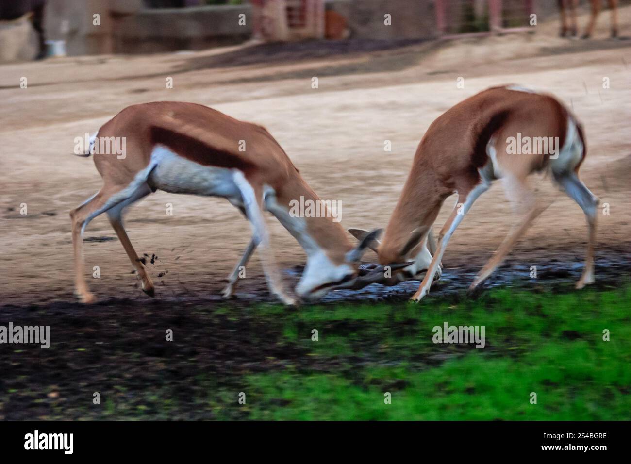 Two deer are fighting over a patch of grass. Scene is tense and ...