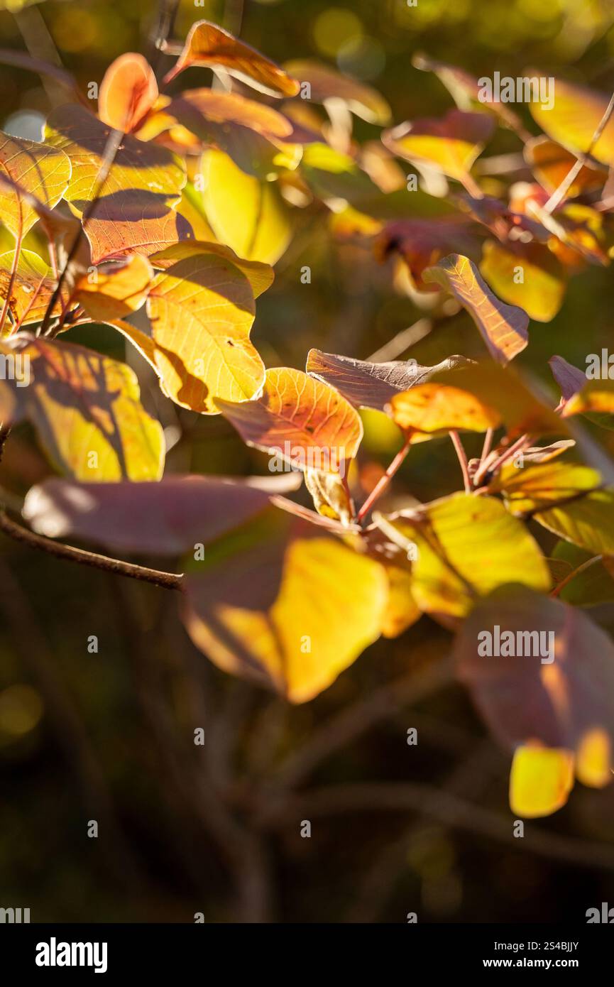 deciduous bush with red leaves Stock Photo - Alamy