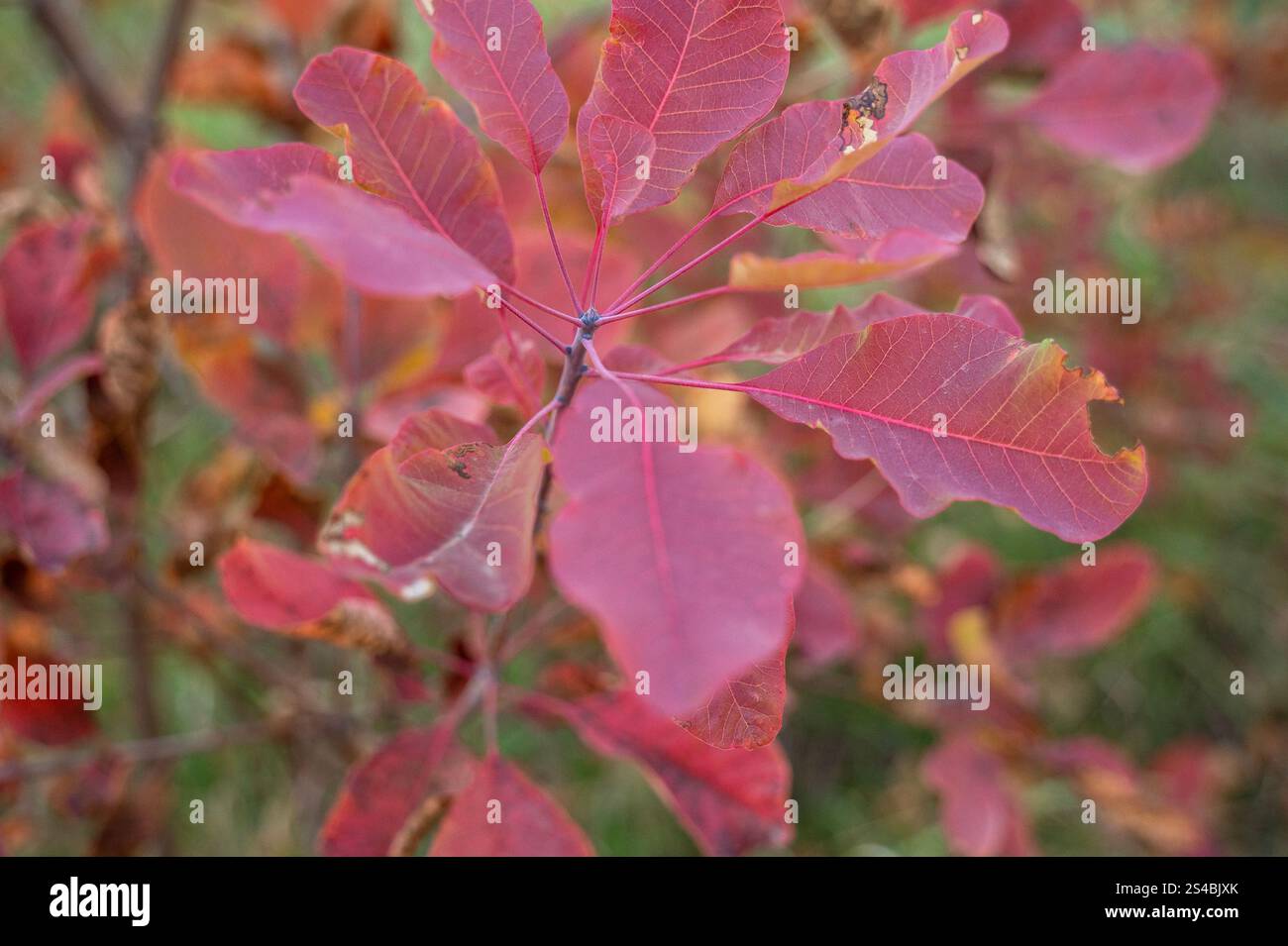 deciduous bush with red leaves Stock Photo - Alamy