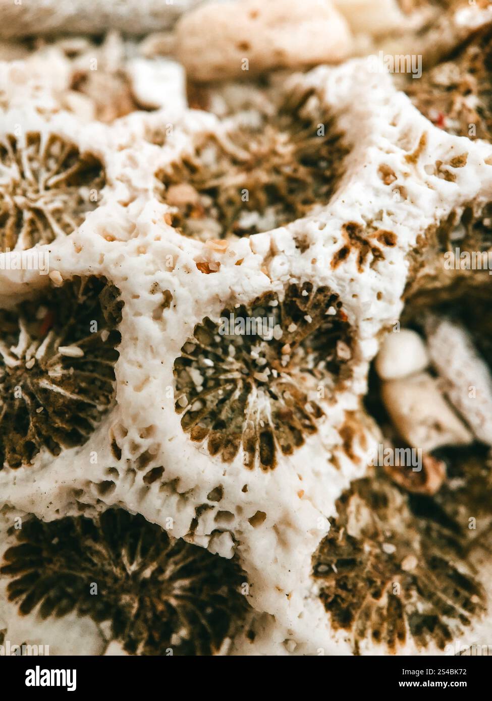 Close-up view of a section of white coral with a complex, porous ...