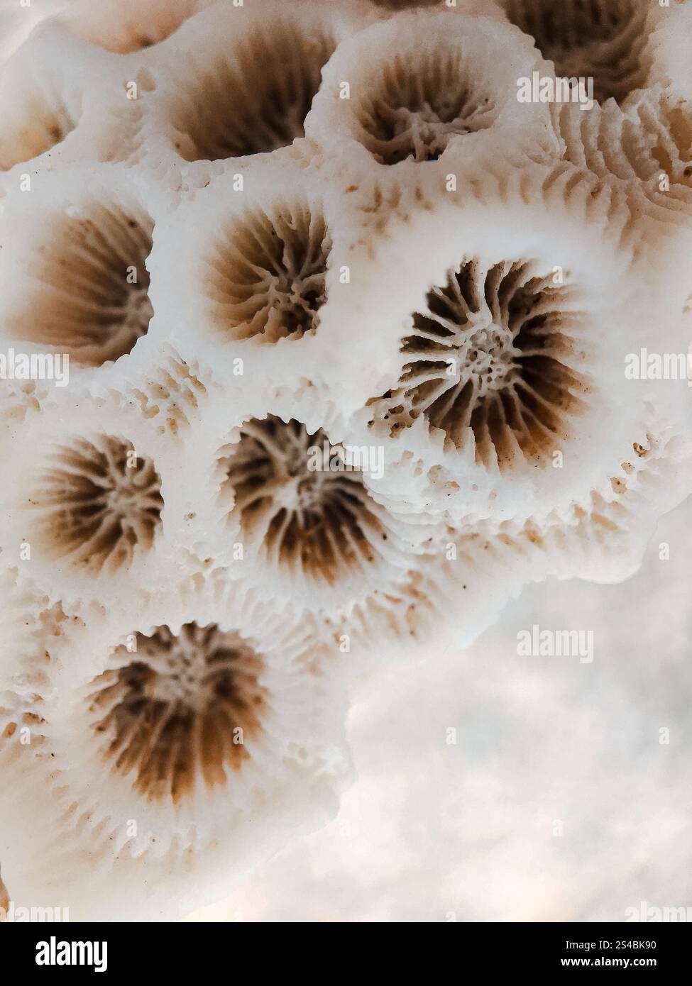 A close-up image of coral displaying its detailed textures and radial ...
