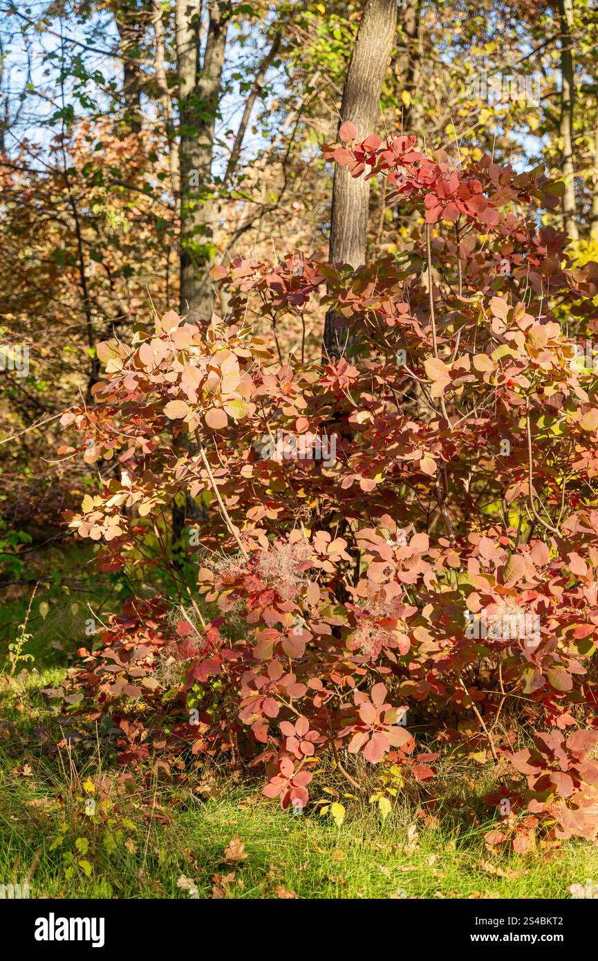 deciduous bush with red leaves Stock Photo - Alamy
