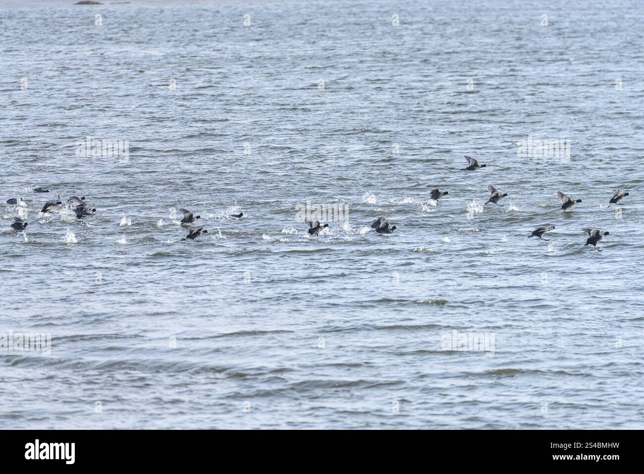 A flock of waterbirds gracefully taking off, creating ripples and ...