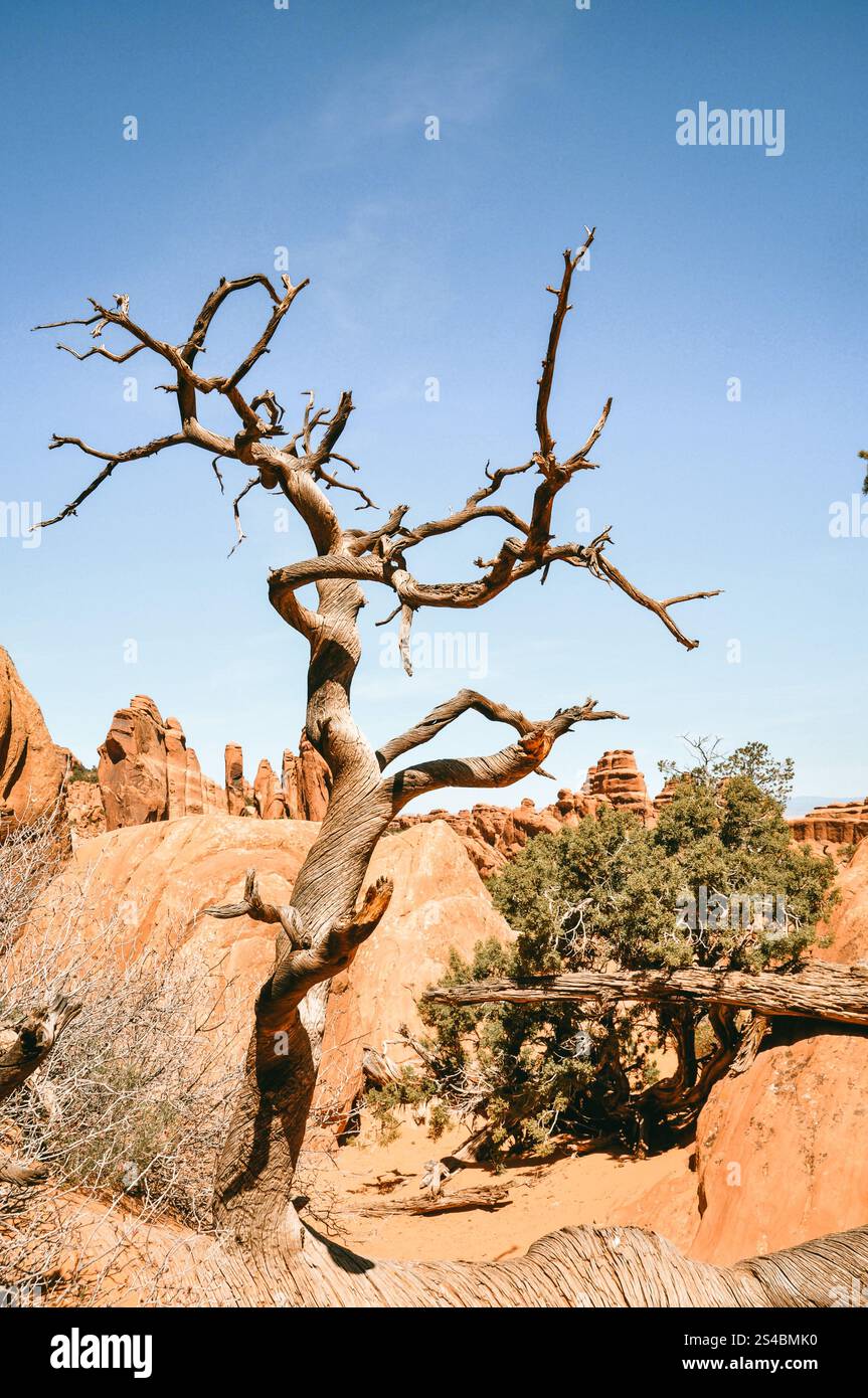 A gnarled and twisted tree stands prominently in an expansive arid ...