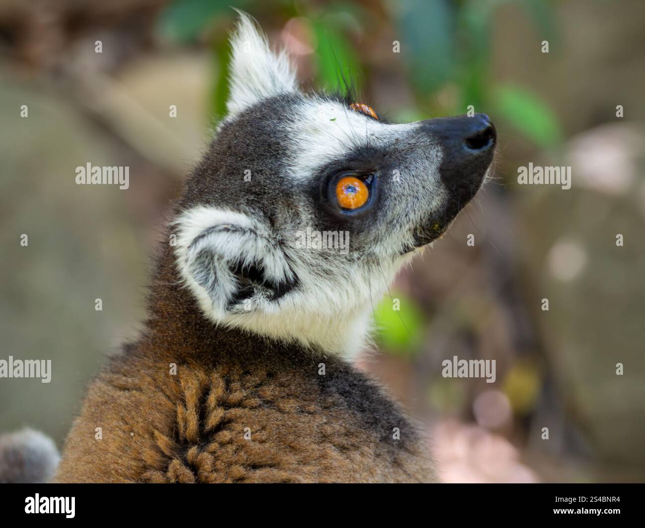 Ring-tailed lemur catta kata, Tropical forest jungle in Madagascar ...
