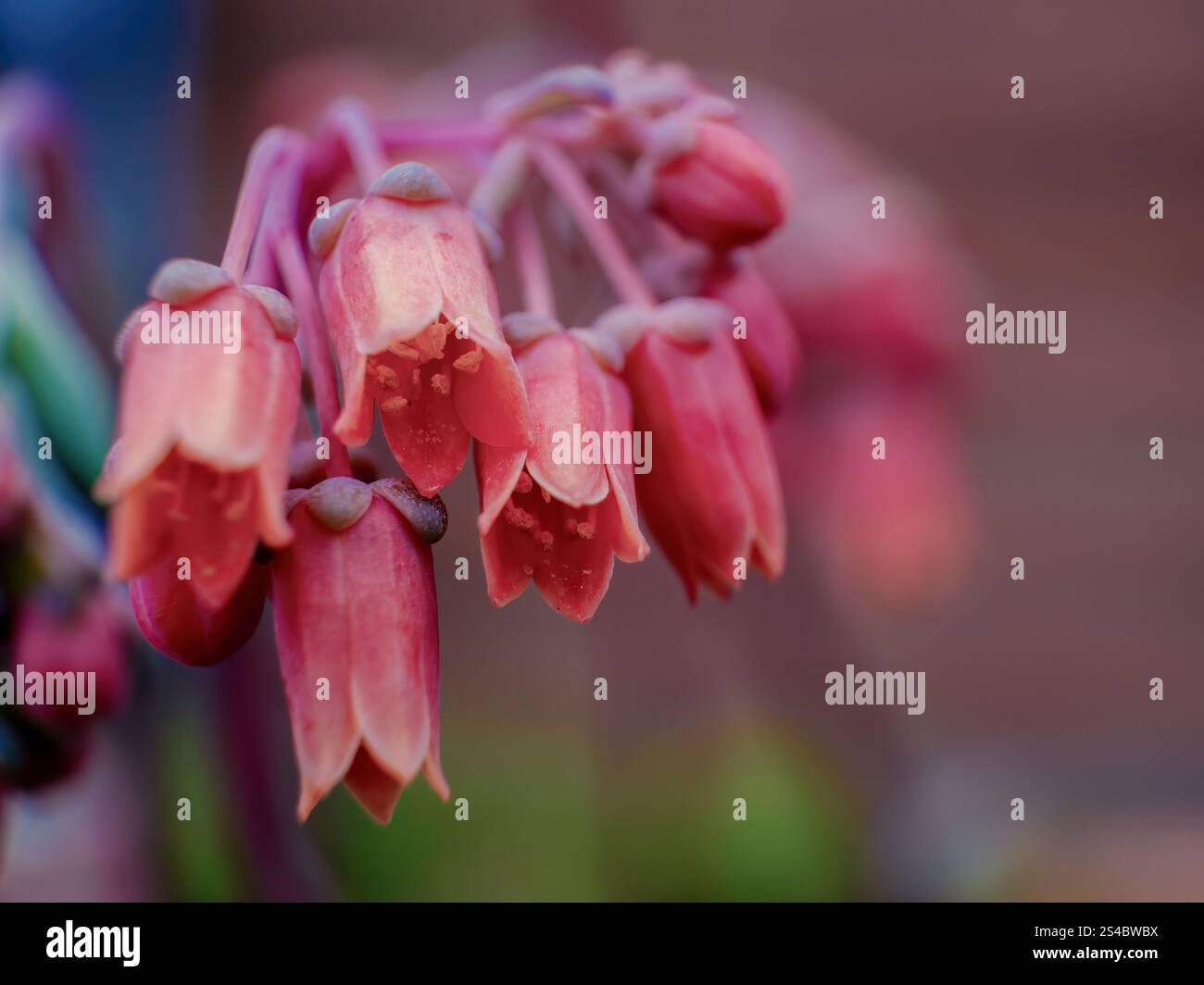 Extreme macro photography of the tiny buds and flowers of an echeveria ...