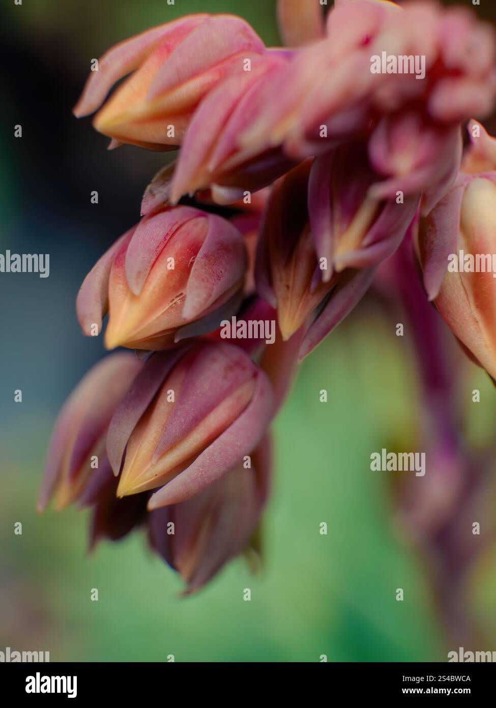 Extreme macro photography of the tiny buds and flowers of an echeveria ...
