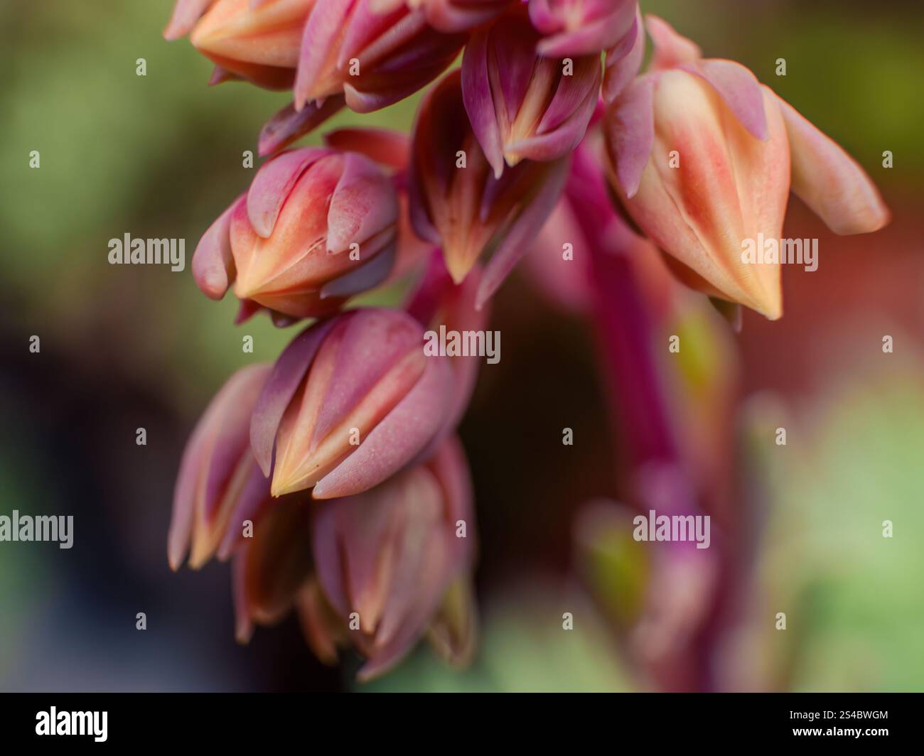Extreme macro photography of the tiny buds and flowers of an echeveria ...