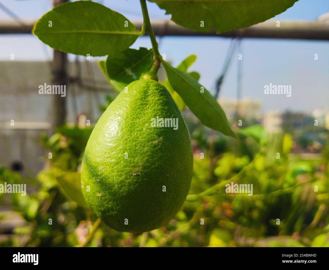 Ose plant hi-res stock photography and images - Alamy