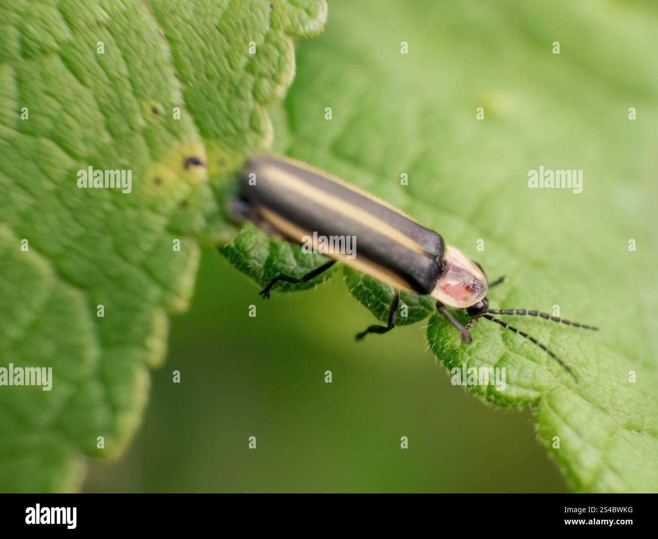 Extreme macro photography of a firefly walking on a leaf, captured in a ...