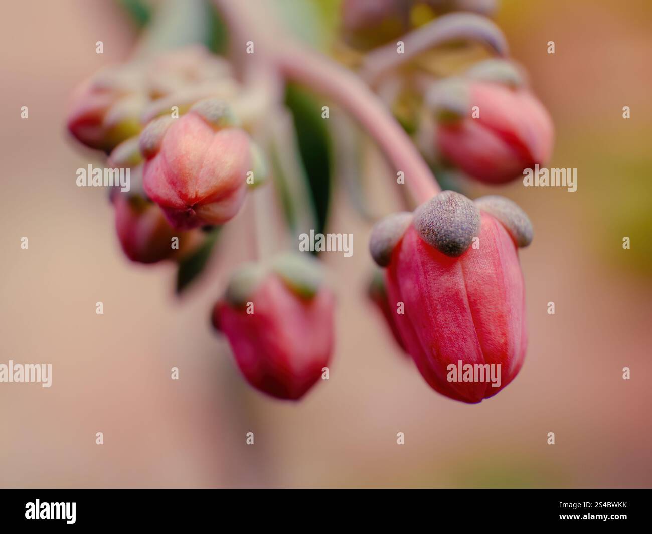 Extreme macro photography of the tiny buds and flowers of an echeveria ...