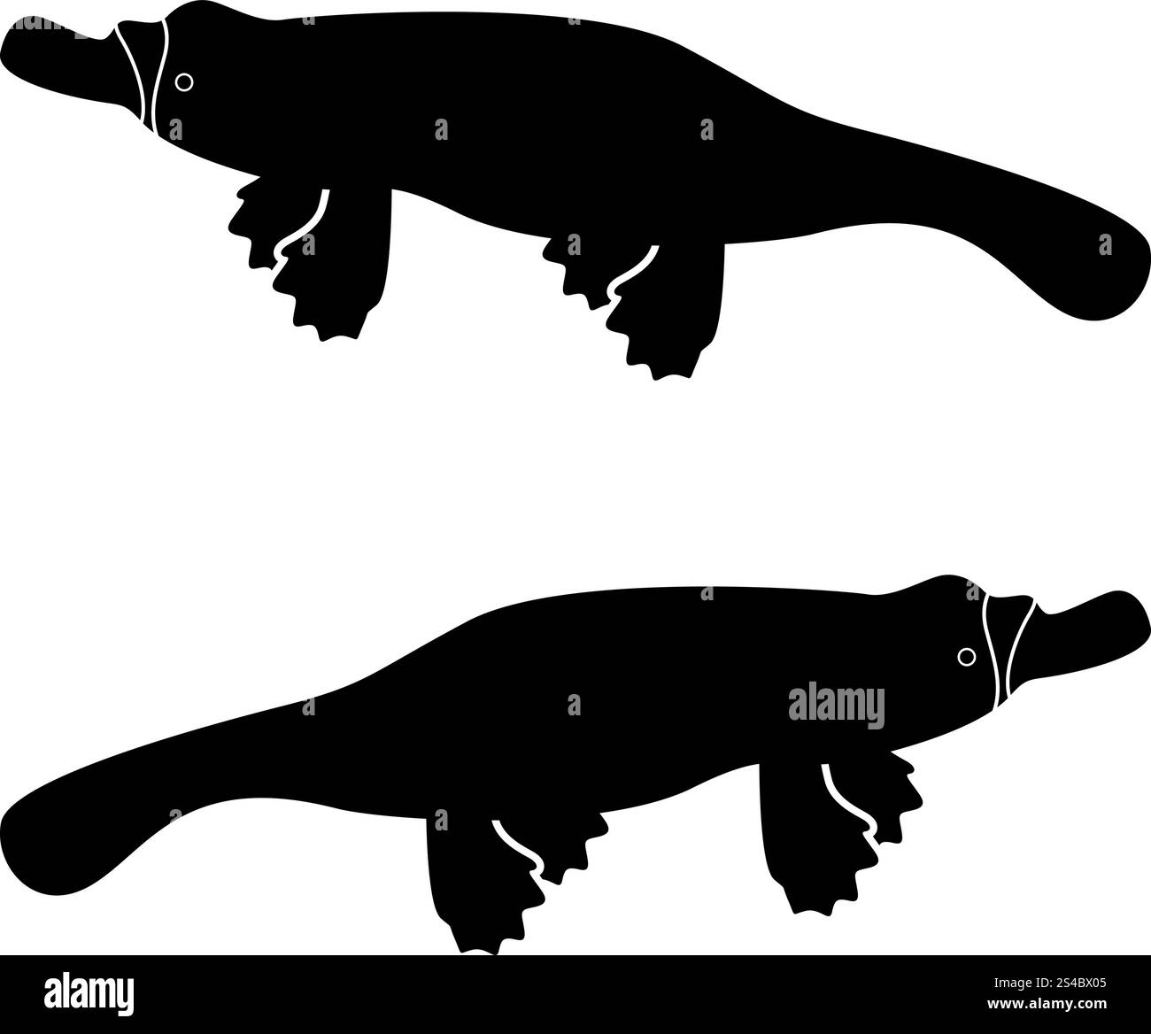 Ornithorhynchus anatinus platypus Black and White Stock Photos & Images ...