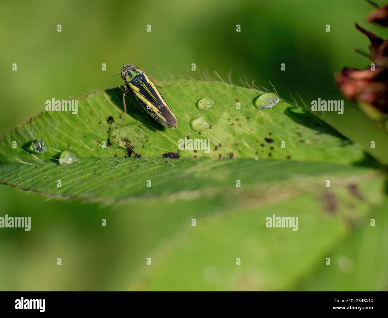 Macro photography of a tiny striped leafhopper on a red clover leaf ...