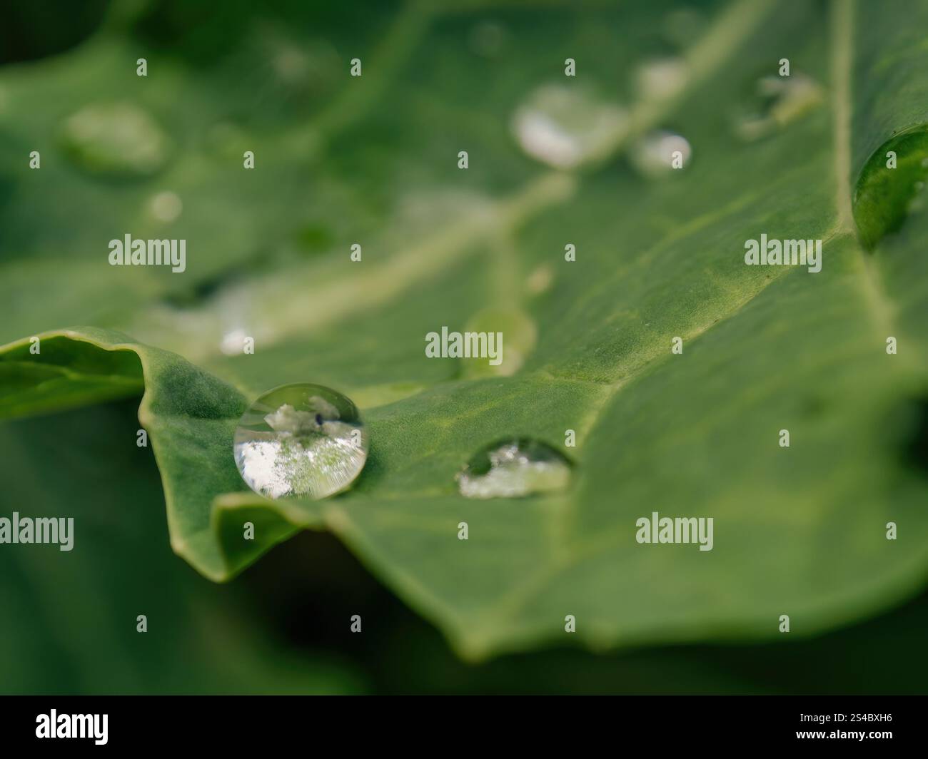 Extreme macro photography of rain drops on a kale leaf , captured early ...