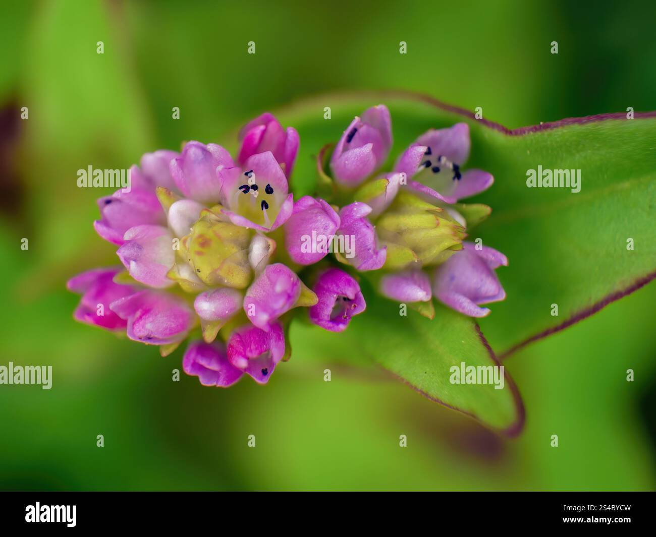 Extreme macro photography of persicaria nepalensis flowers , captured ...
