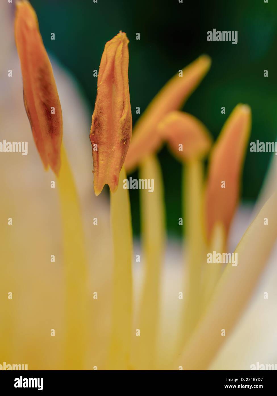 Extreme macro photography of the pistils of a yellow lily, captured ...