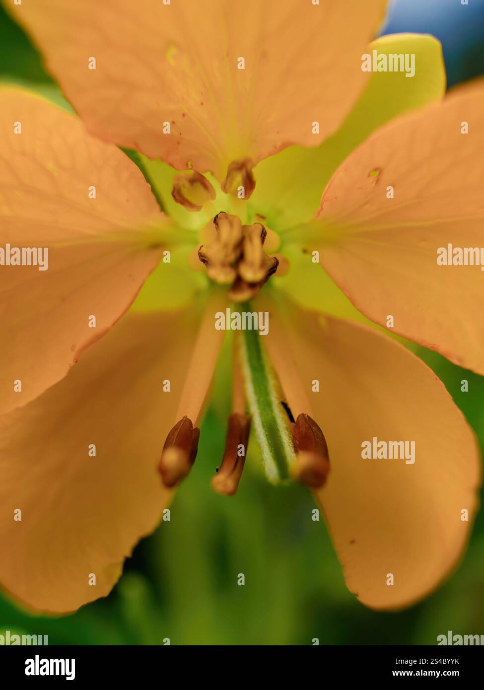 Extreme macro photography of senna occidentalis flower , captured early ...