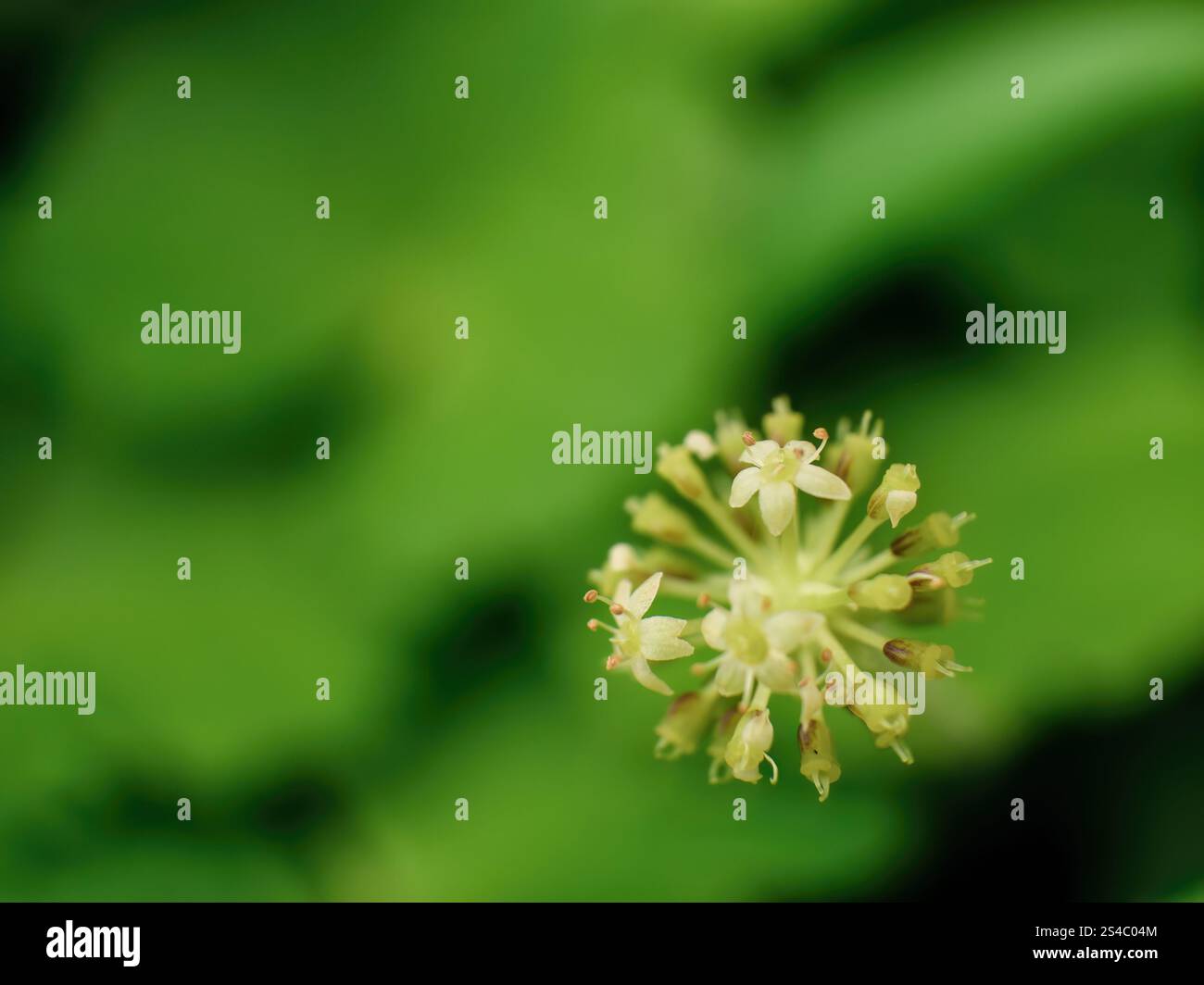 Extreme macro photography of viburnum triphyllum flowers , captured ...