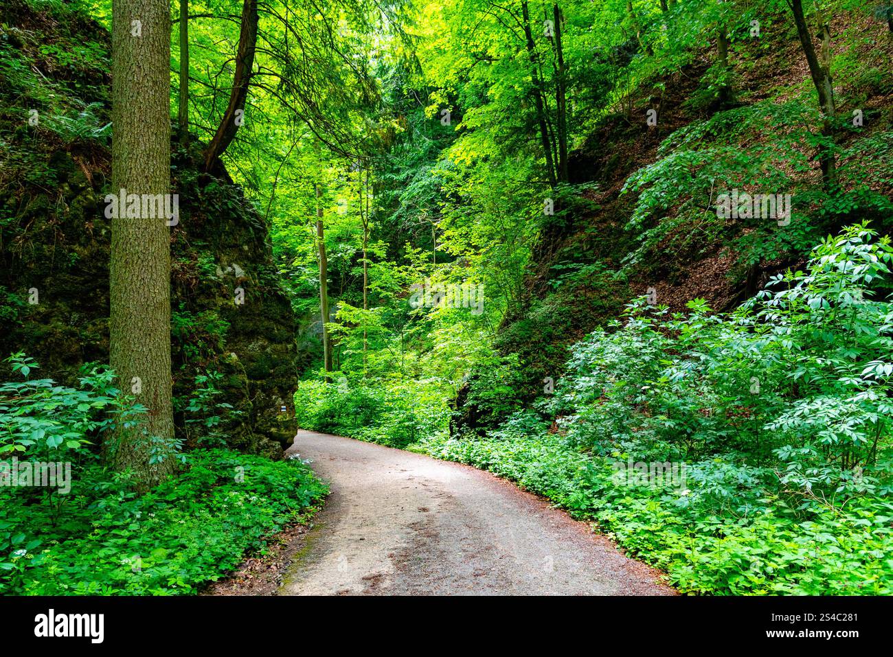 Pusty Zleb Valley in Moravian Karst showcases lush greenery along a ...