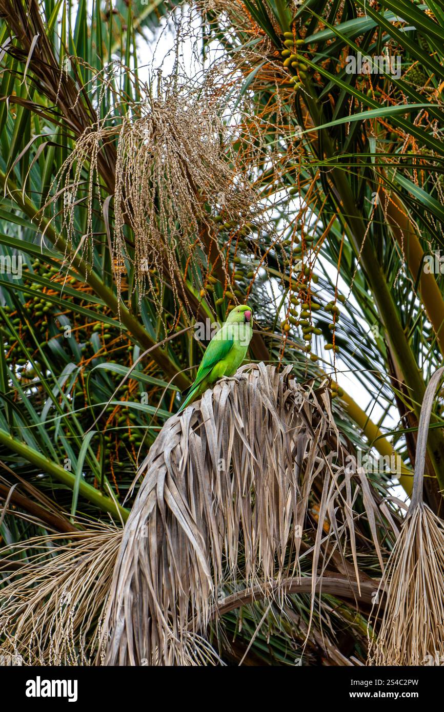 Rose-ringed indian parakeet sitting on palm tree in Maspalomas Stock ...